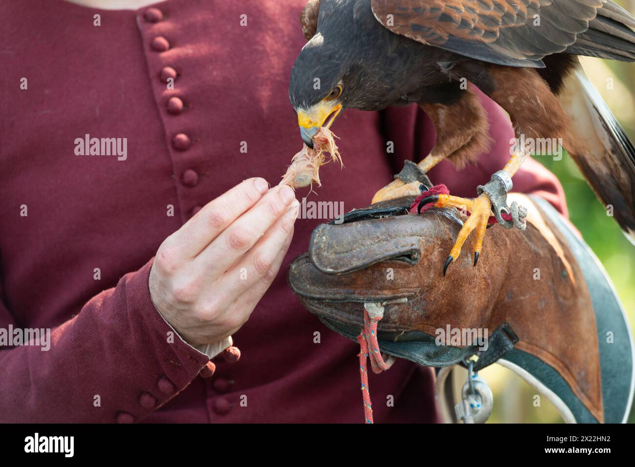 Italy, Lombardy, Historical Recalling, Falconer and Harris Hawk ...