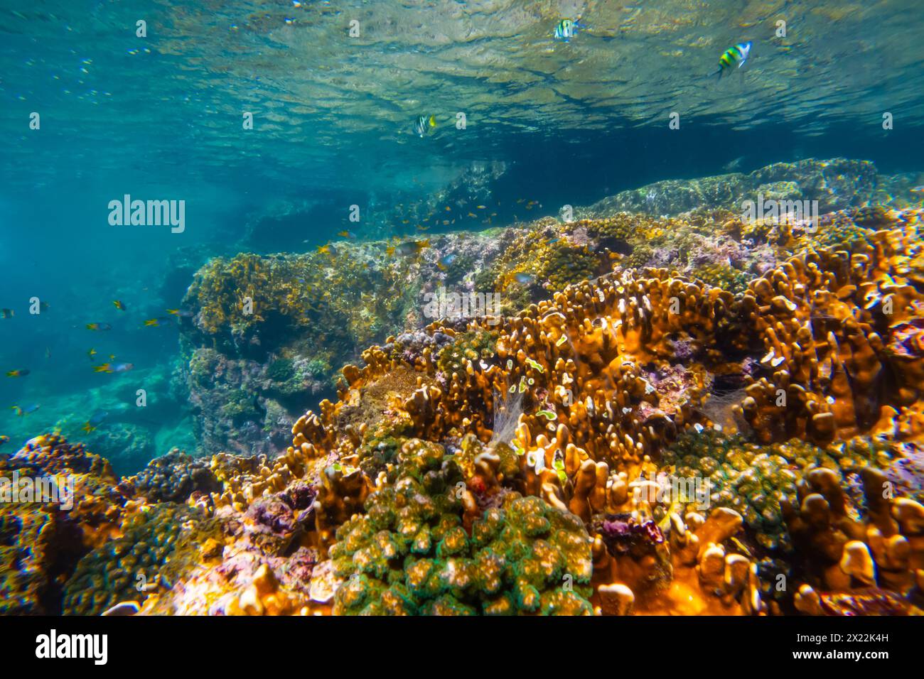 Underwater coral reef. View swim float coral reef starfish, habitat of ...