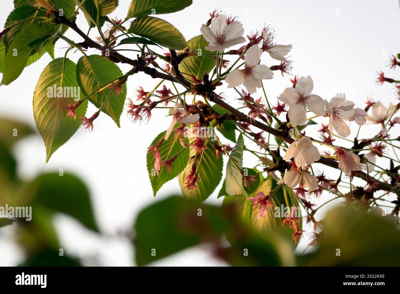 Japan sakura cherry tree leaf leaves hi res stock photography and images Alamy