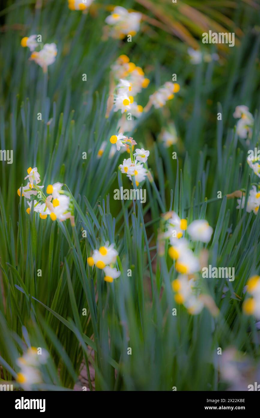 A tranquil image of daffodils emerging among green foliage. The gentle ...