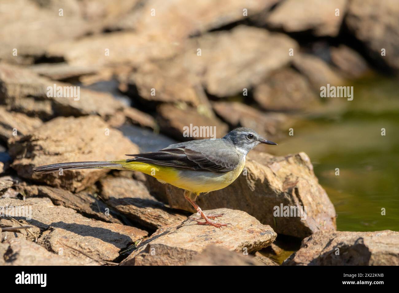 Grey wagtail on river rocks hi-res stock photography and images - Alamy