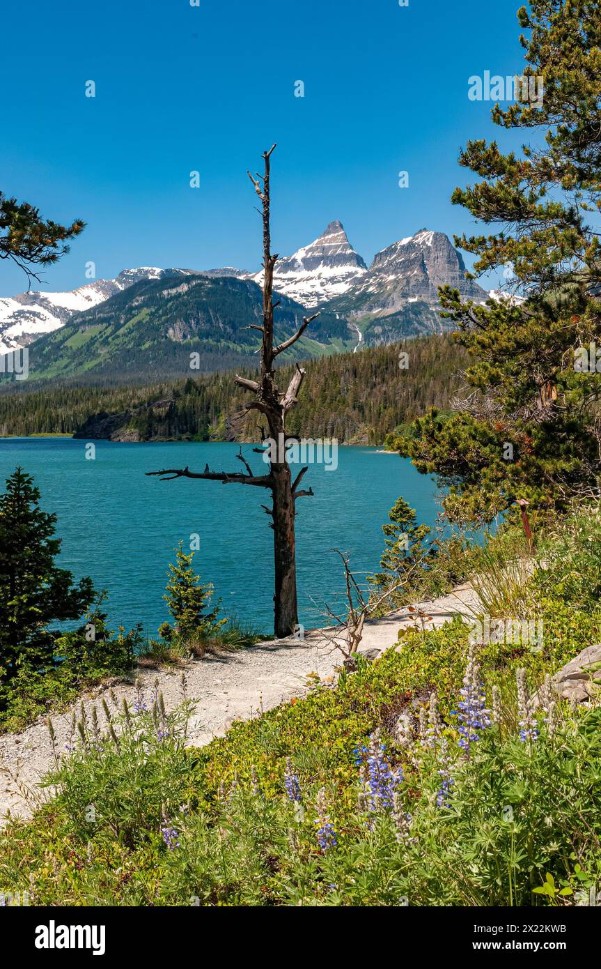 Mountains, Lakes and trees from Sunspot Point in Glacier National Park ...