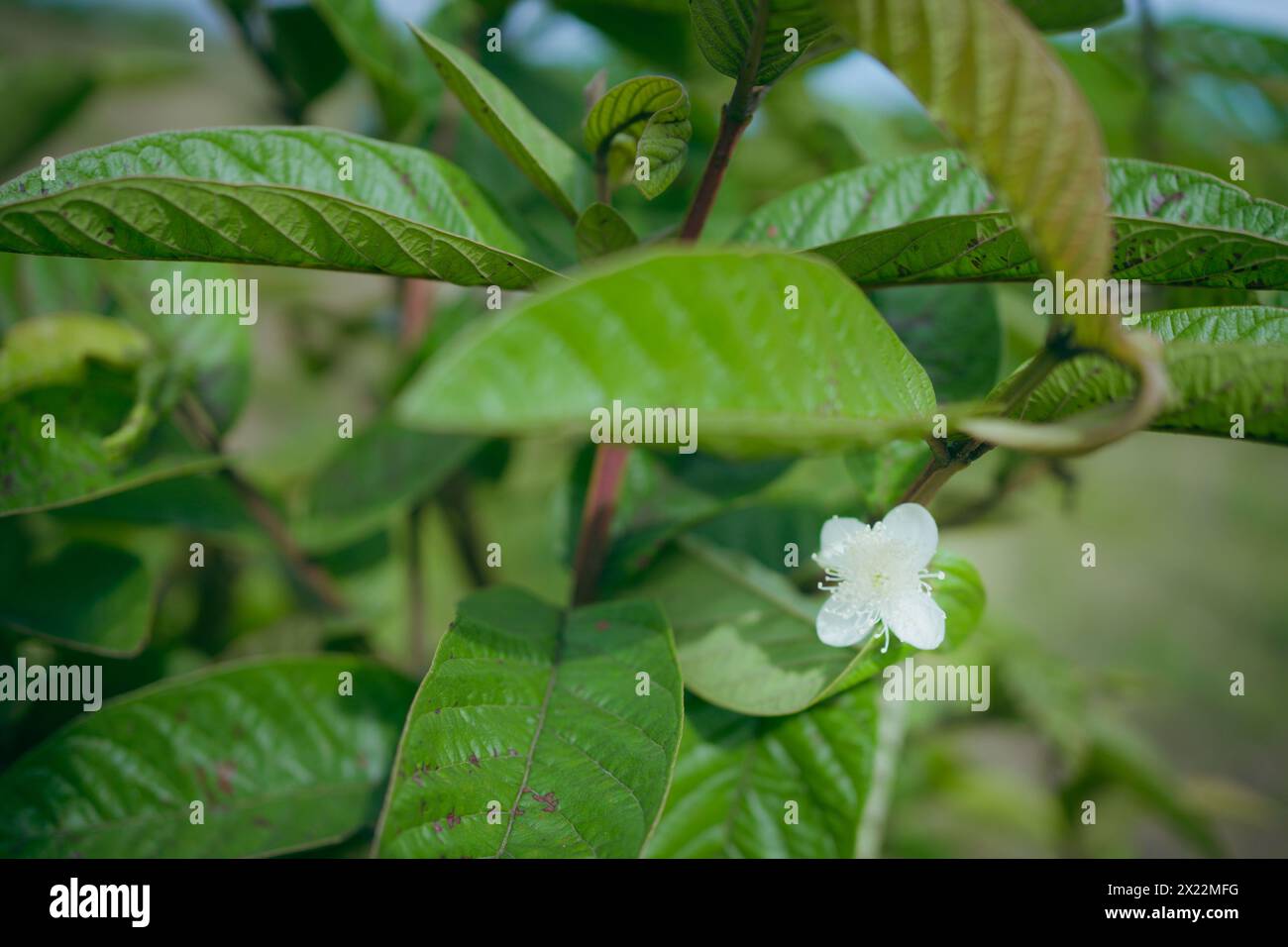 Guava flower hi-res stock photography and images - Alamy