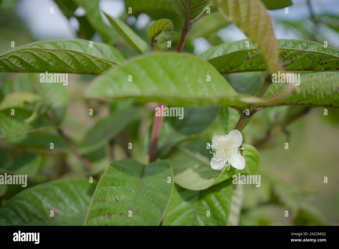 Guava blooming white flower hi-res stock photography and images - Alamy