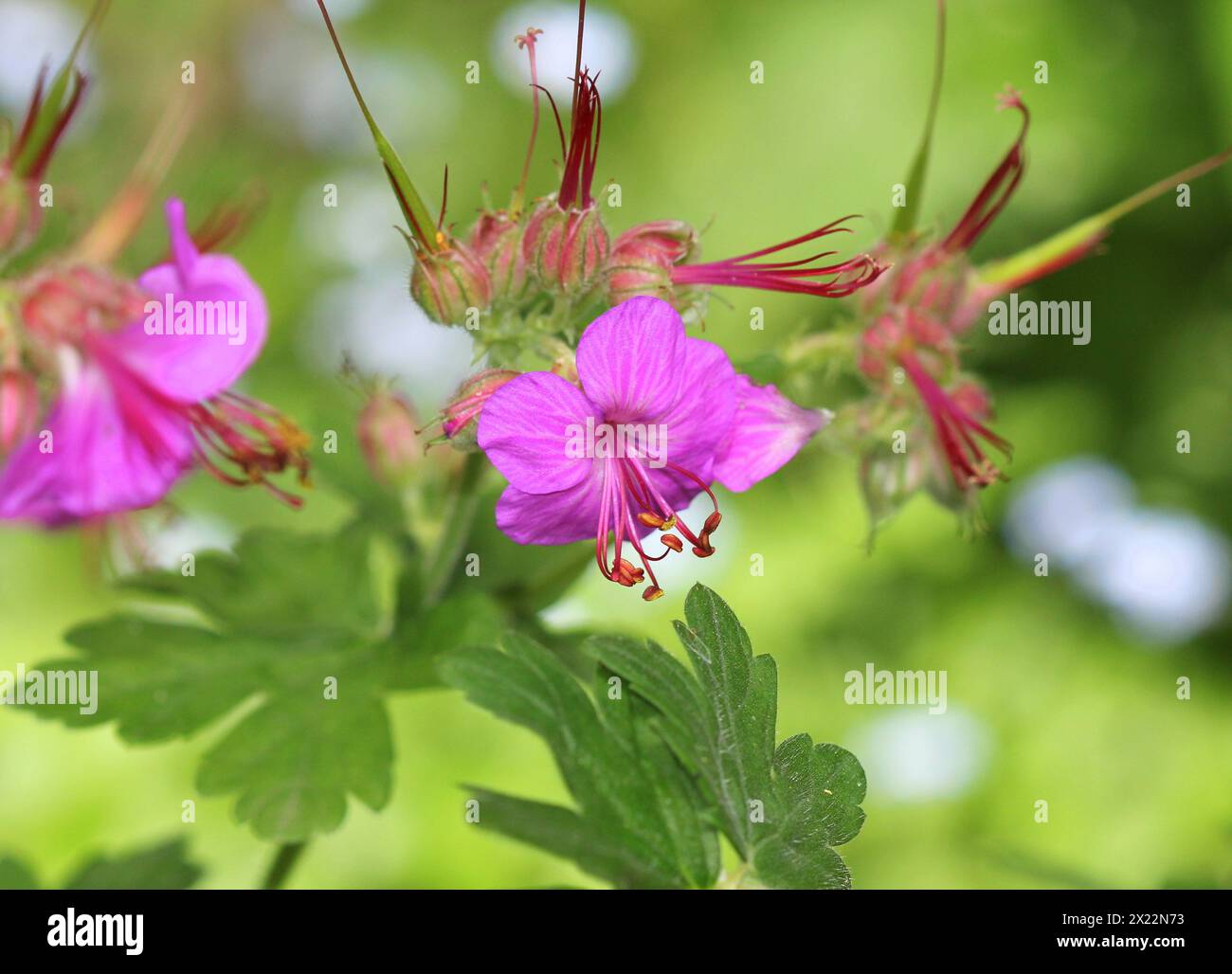 A close up of Geranium macrorrhizum, Balkan cranesbill Stock Photo - Alamy