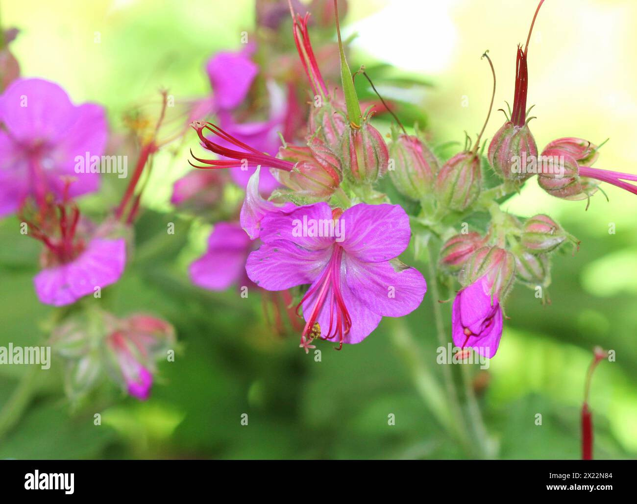A close up of Geranium macrorrhizum, Balkan cranesbill Stock Photo - Alamy