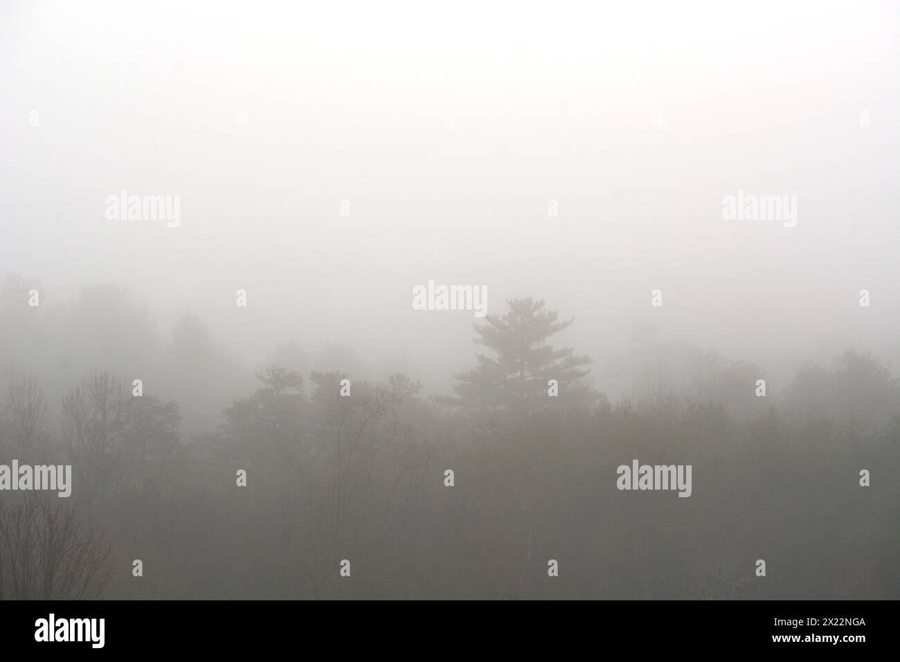 A heavy mist obscures a forest of trees in North Carolina Stock Photo ...