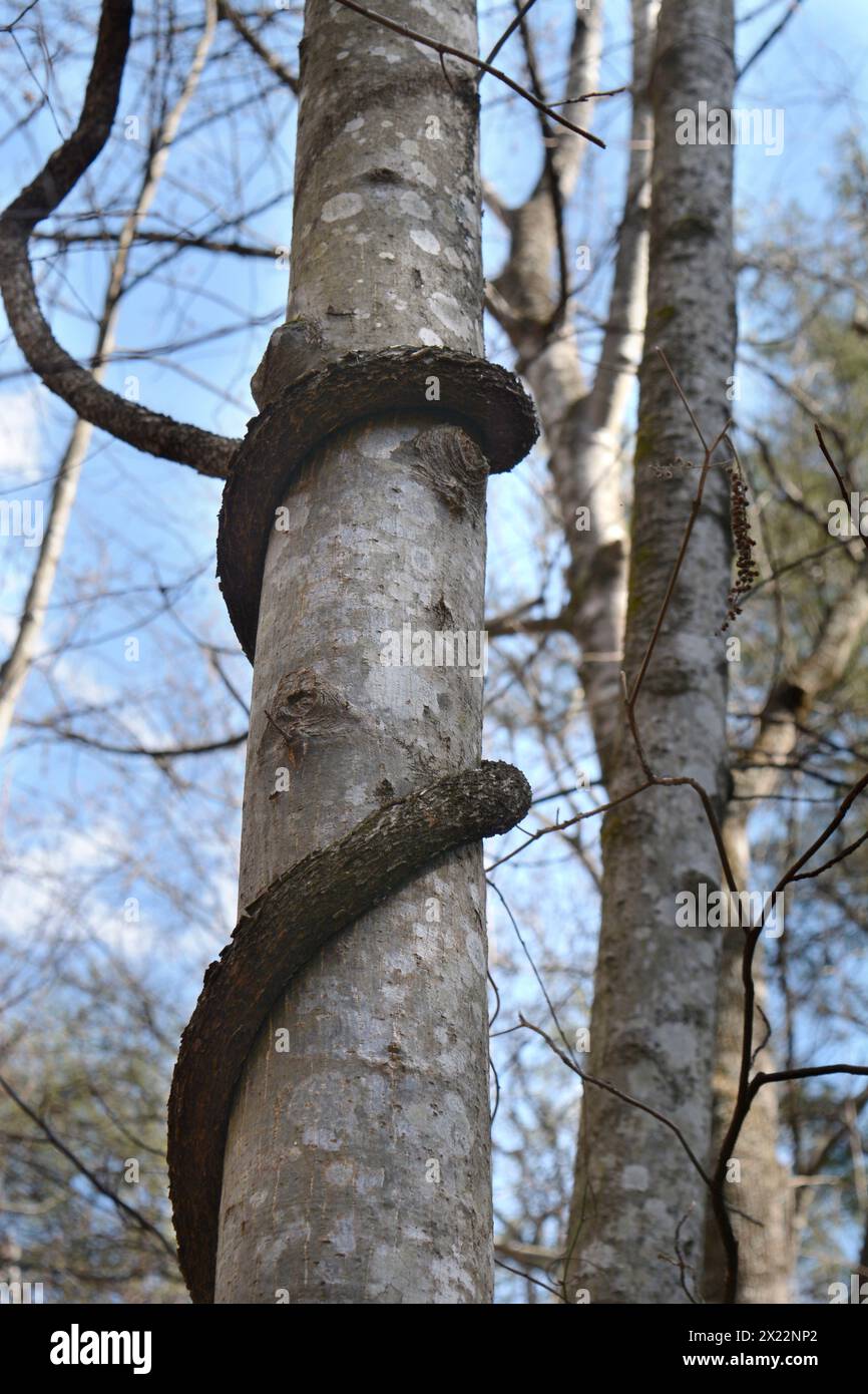 A wild vine grows up a poplar tree in a forest in North Carolina, USA ...
