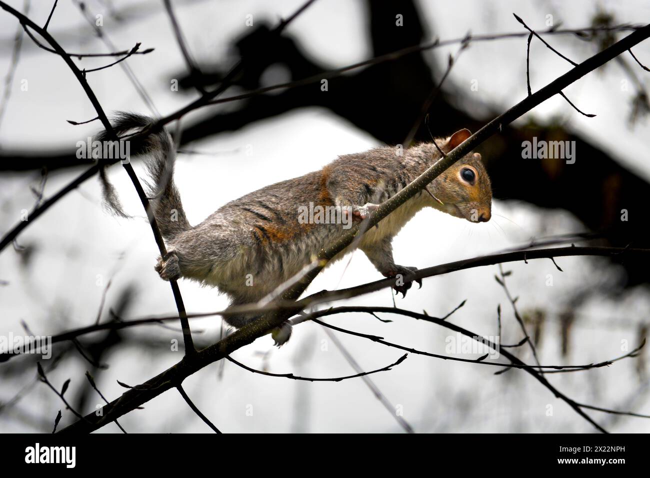 An eastern gray squirrel (Scirus carolinensis) in Southwest Virginia ...