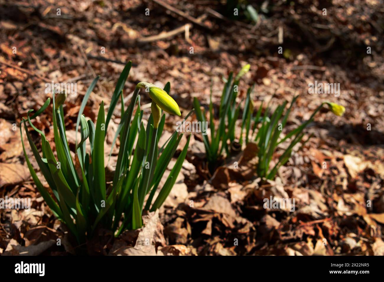 A daffodil flower is not quite opened as warm spring weather arrives in ...