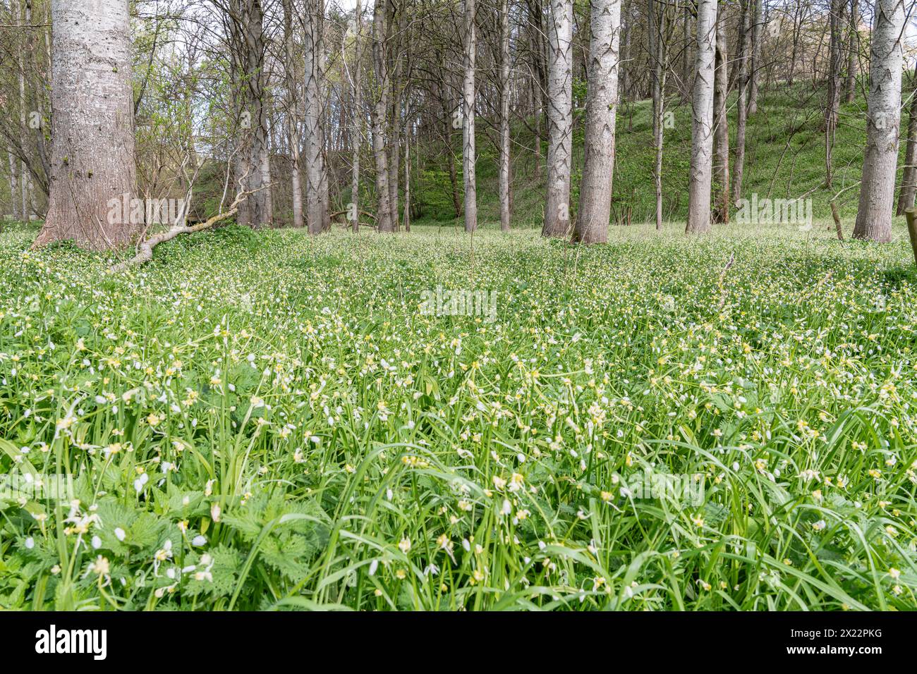 Scottish wild garlic hi-res stock photography and images - Alamy