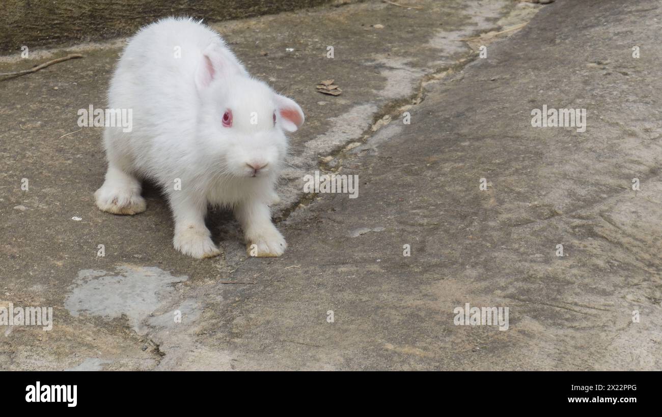 cute and beautiful rabbits are playing outside Stock Photo - Alamy