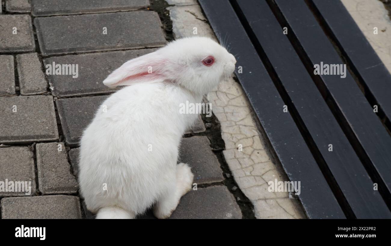cute and beautiful rabbits are playing outside Stock Photo - Alamy