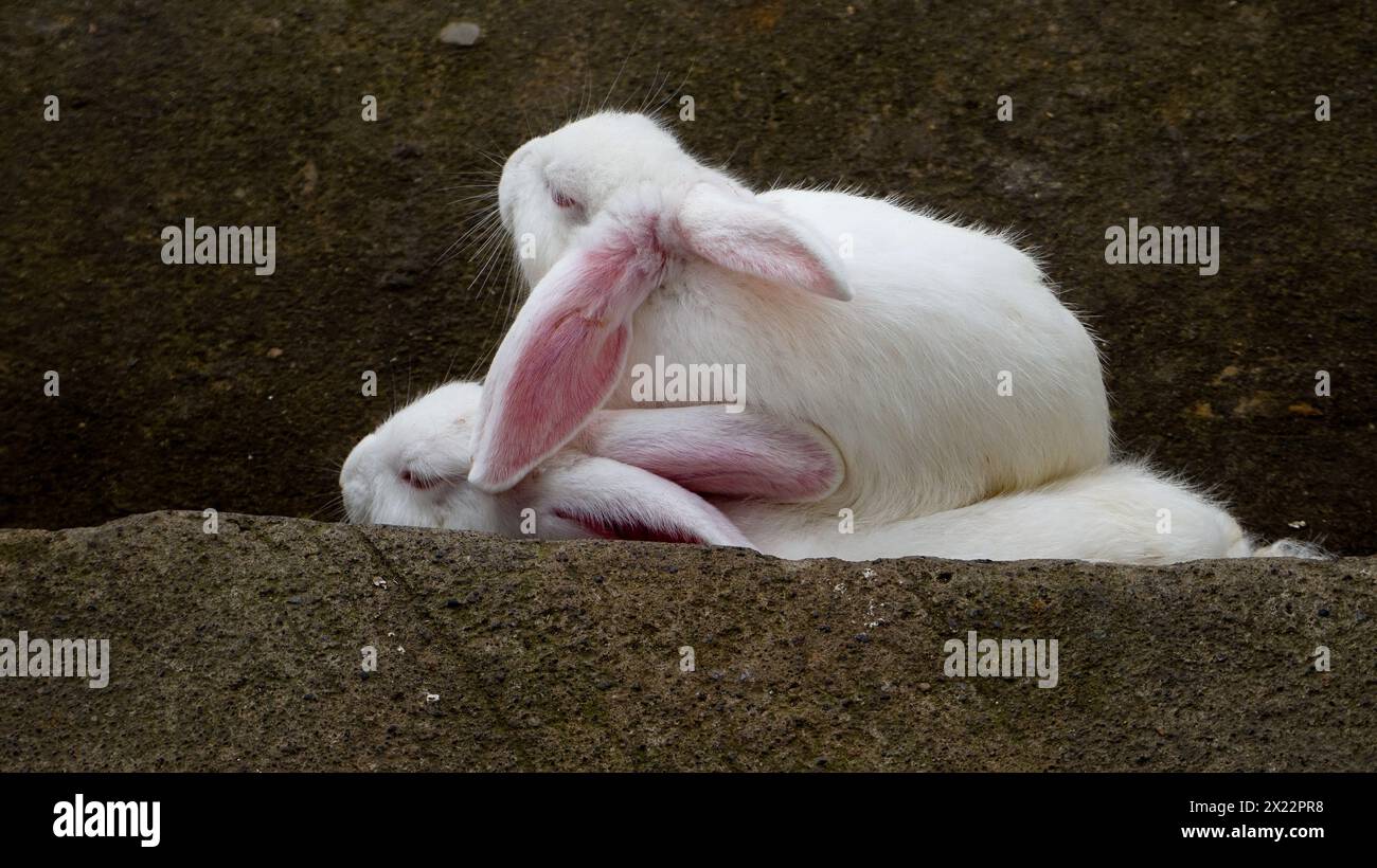 cute and beautiful rabbits are playing outside Stock Photo - Alamy