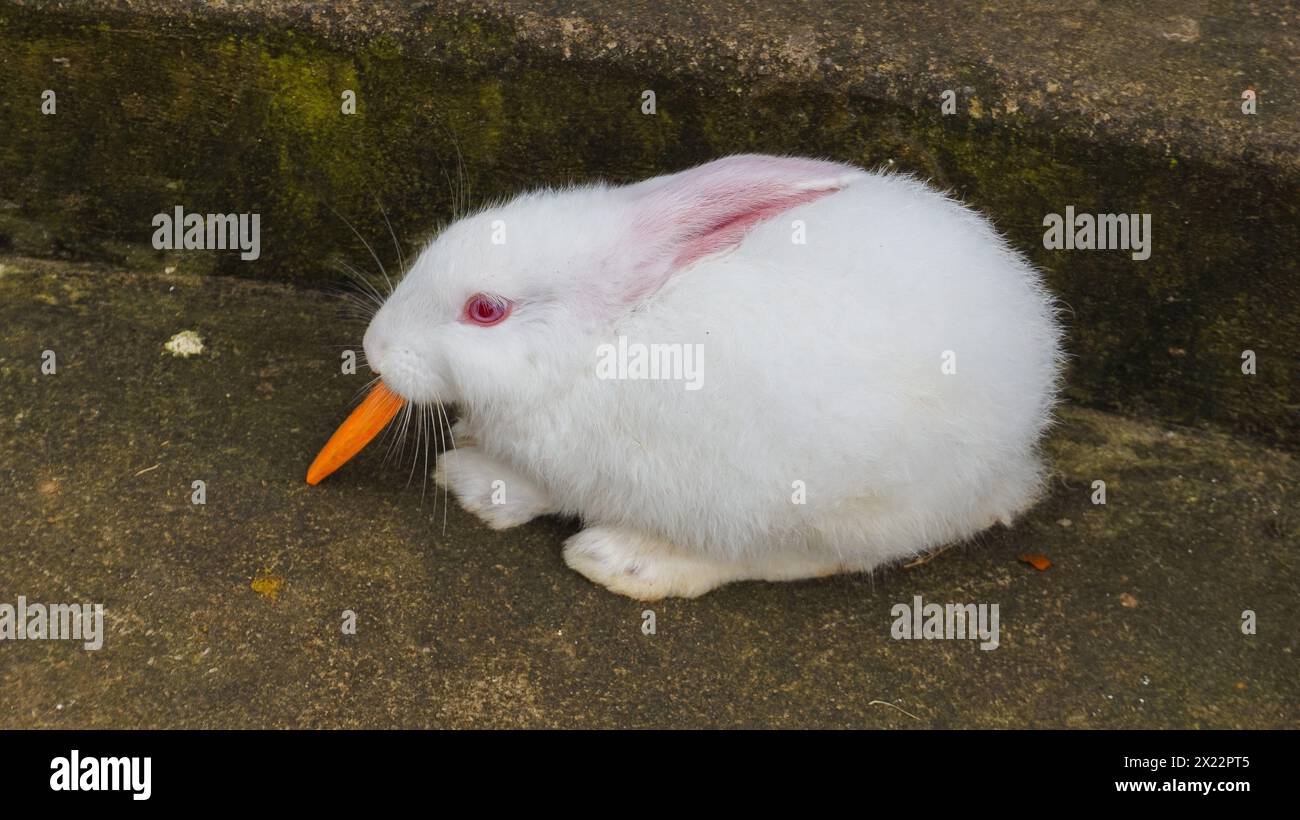 cute and beautiful rabbits are playing outside Stock Photo - Alamy
