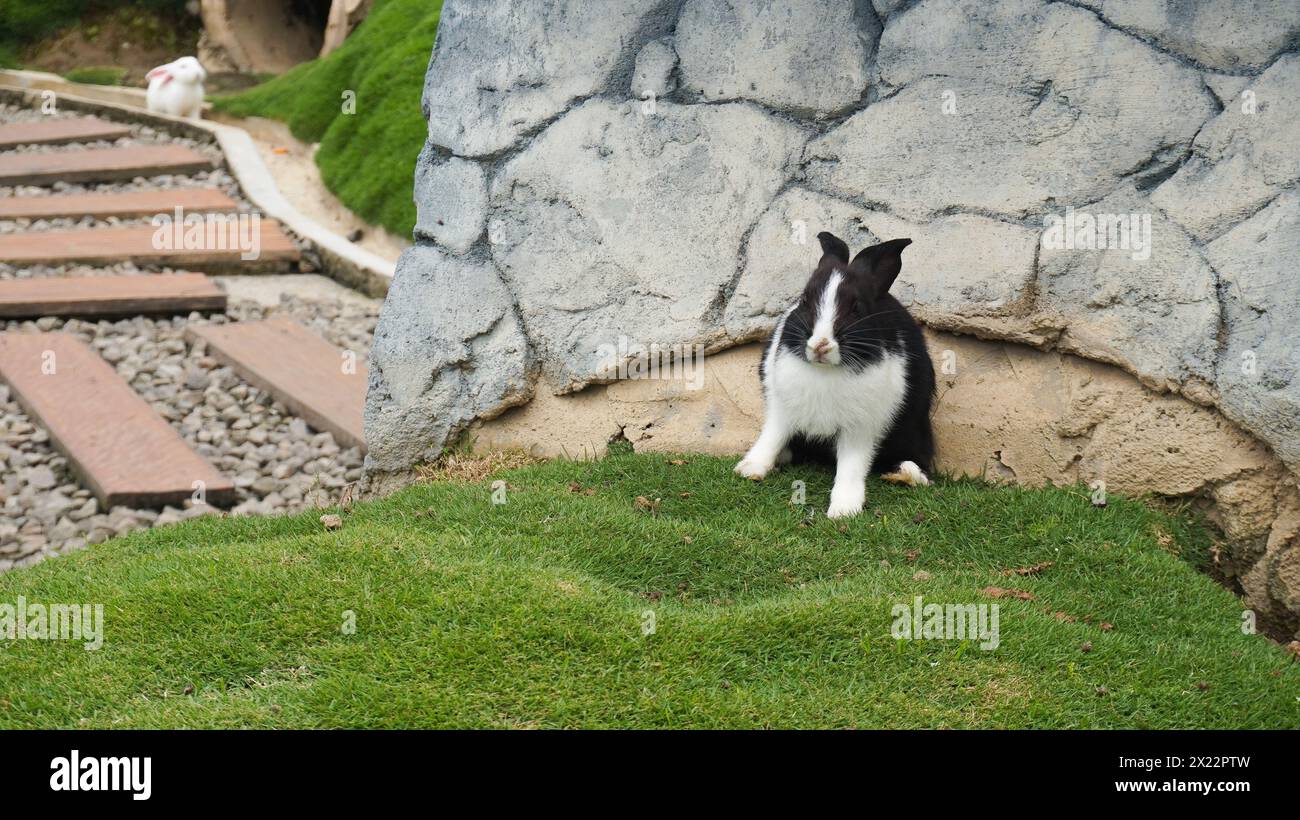 cute and beautiful rabbits are playing outside Stock Photo - Alamy