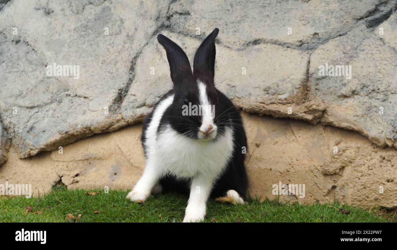 cute and beautiful rabbits are playing outside Stock Photo - Alamy