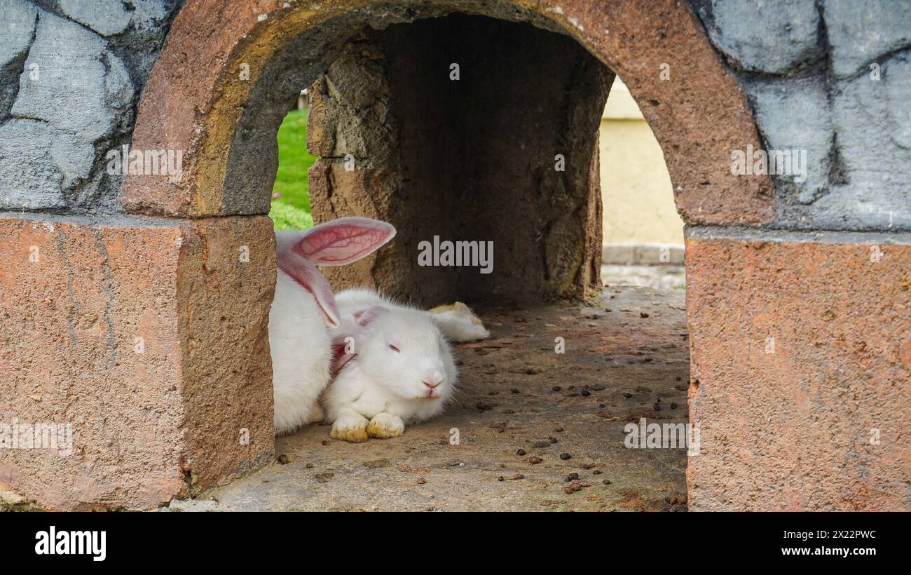 cute and beautiful rabbits are playing outside Stock Photo - Alamy