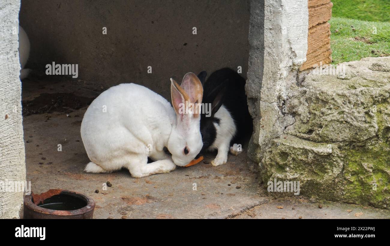 cute and beautiful rabbits are playing outside Stock Photo - Alamy
