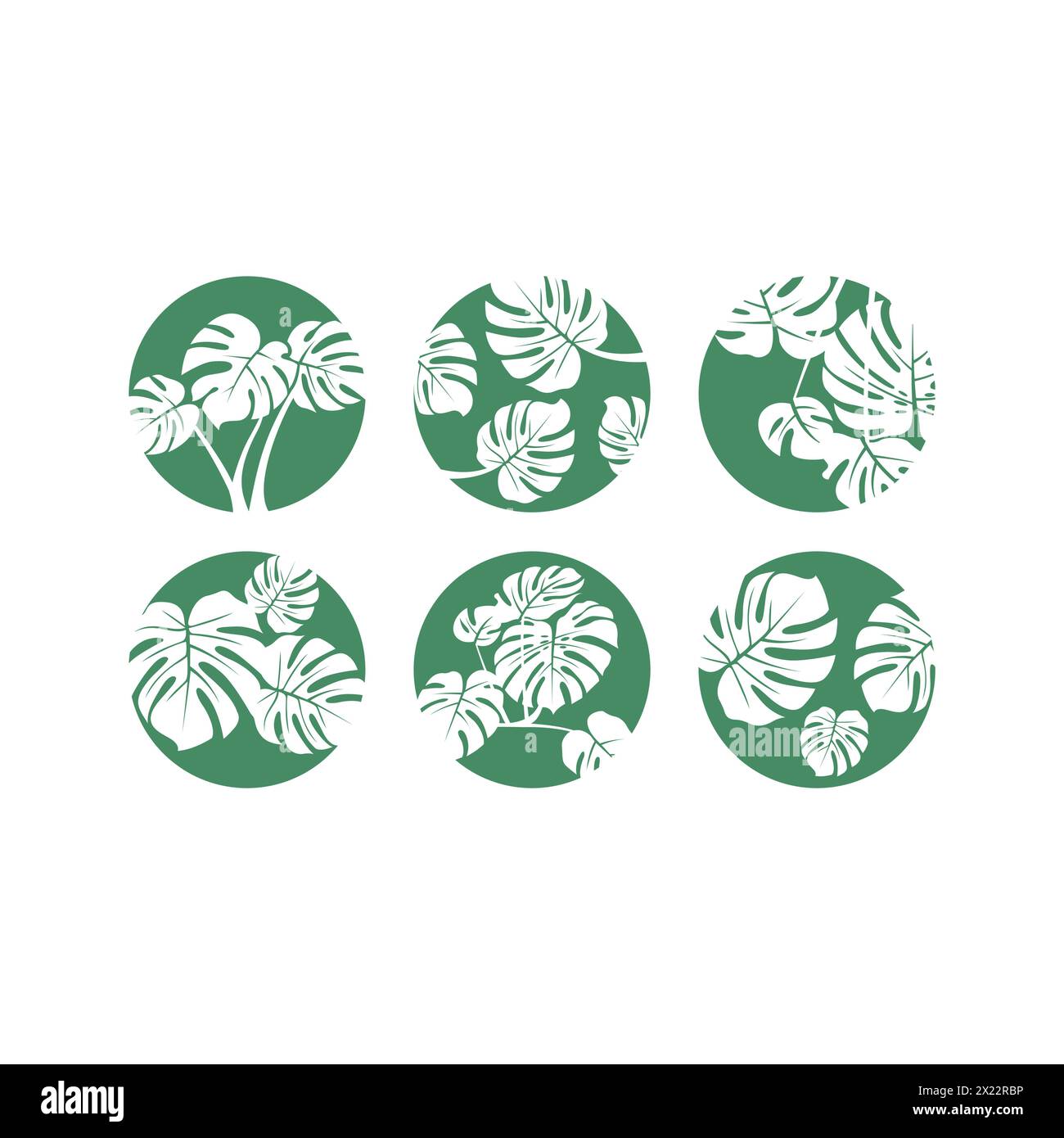 Monstera vector hi-res stock photography and images - Alamy