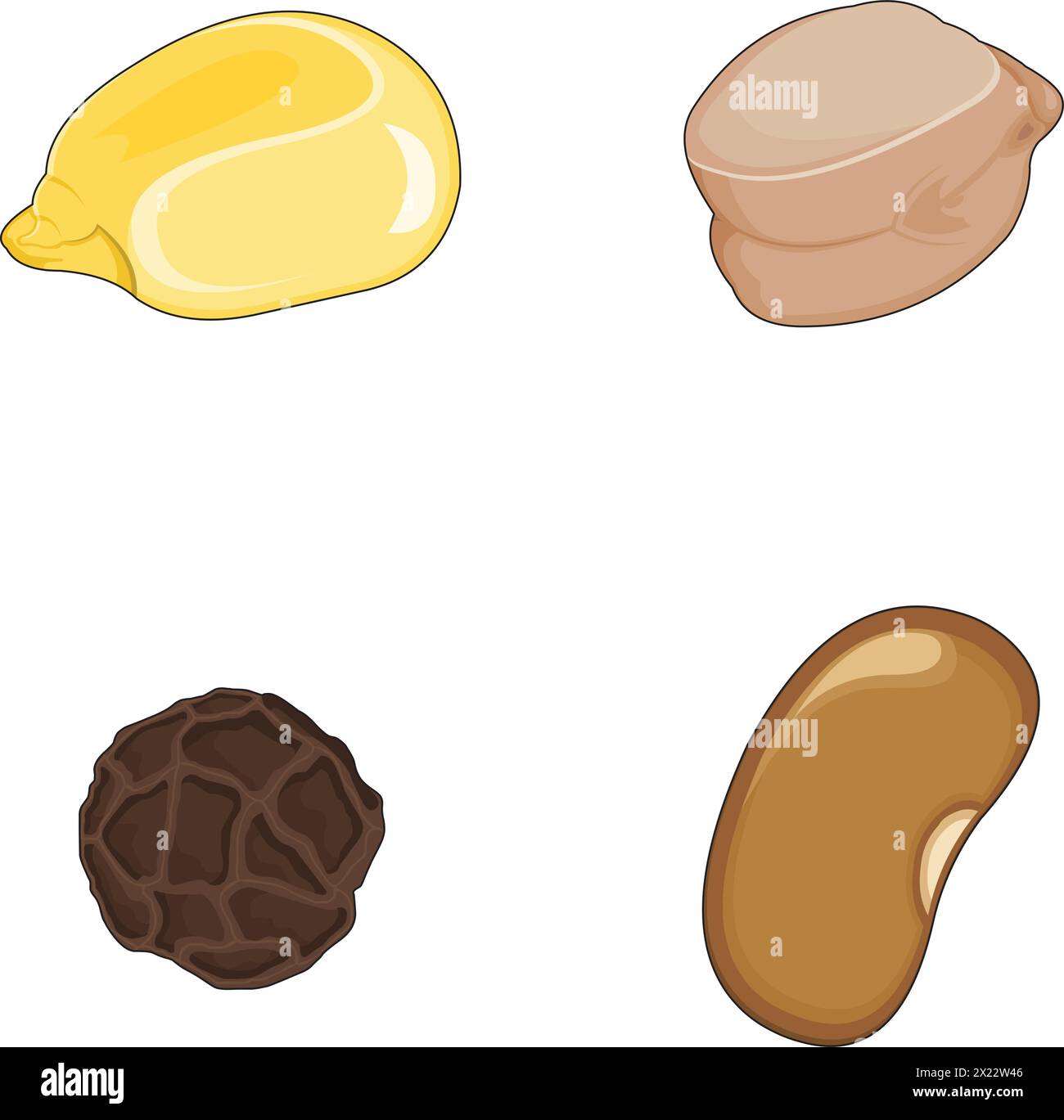 Different types of seed vector illustration Stock Vector Image & Art ...