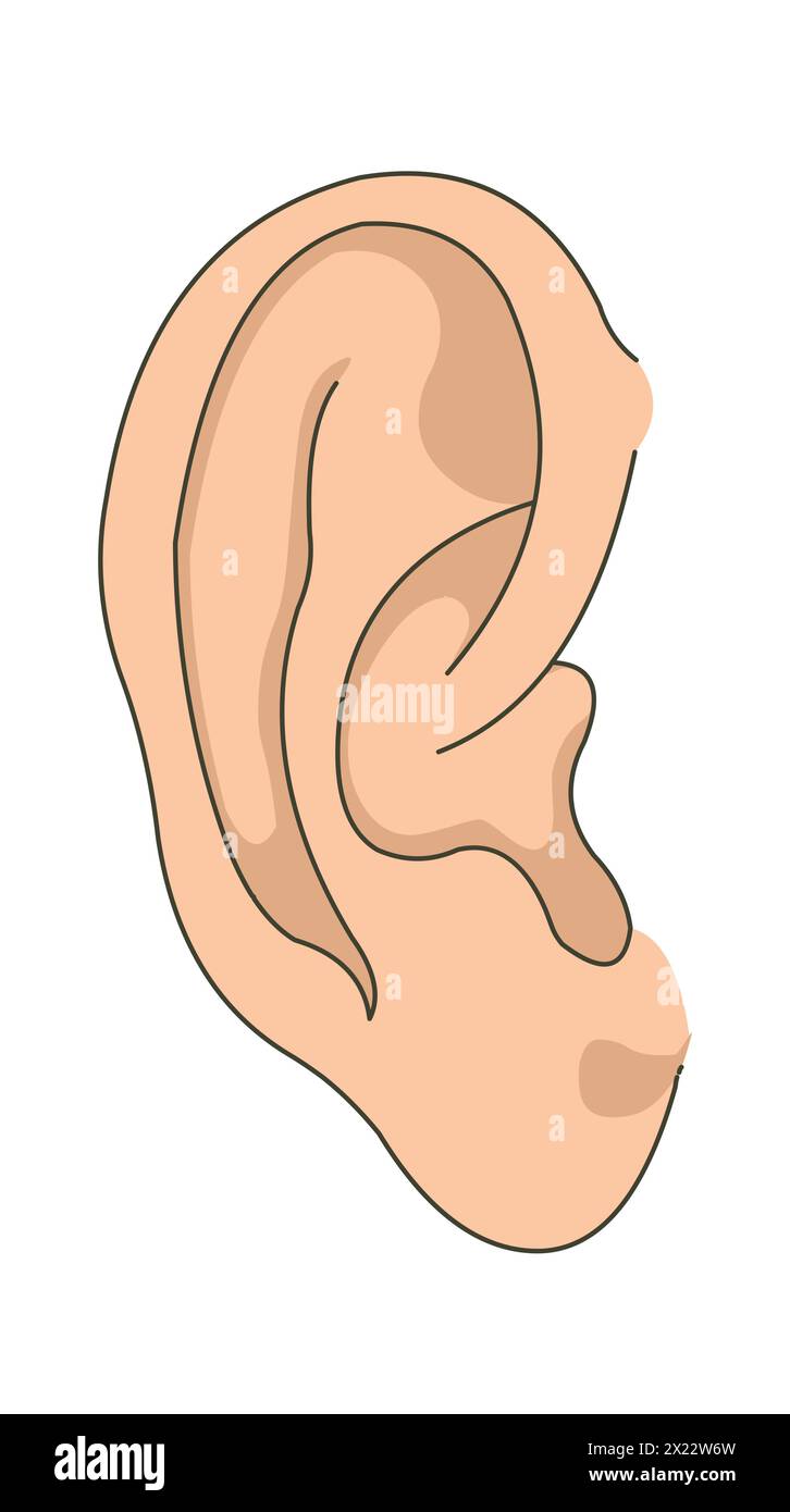 Vector a human ear close up Stock Vector Image & Art - Alamy