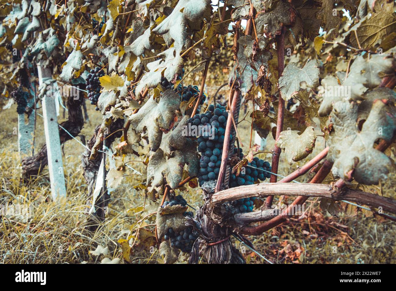 Grapes barolo hi-res stock photography and images - Alamy