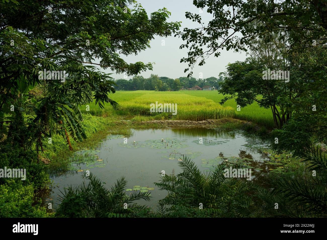 Paddy fields and water channels and lakes are seen in the landscape of ...