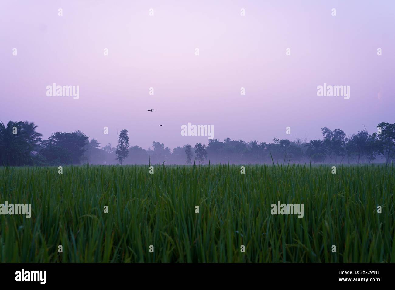 Paddy fields are seen at dusk in the landscape of the indian Sundarbans ...