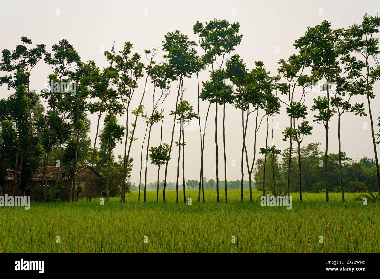 Paddy fields and water channels and lakes are seen in the landscape of ...