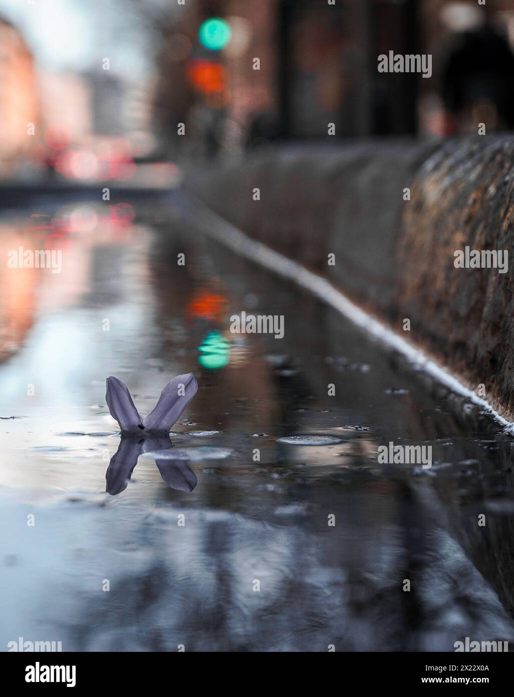 Close up of a flower floating in a puddle Stock Photo - Alamy