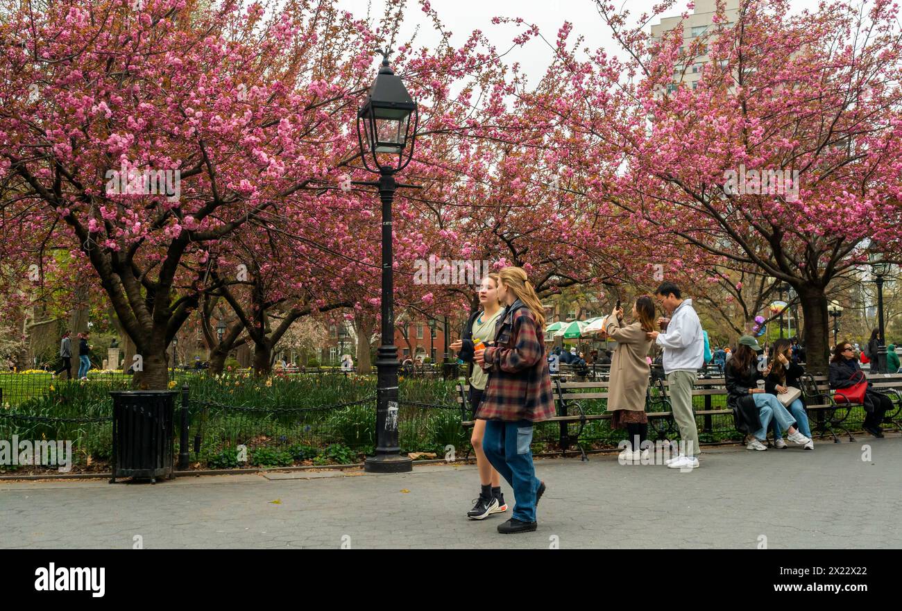 Cherry trees in bloom in Washington Square Park in New York on Saturday ...