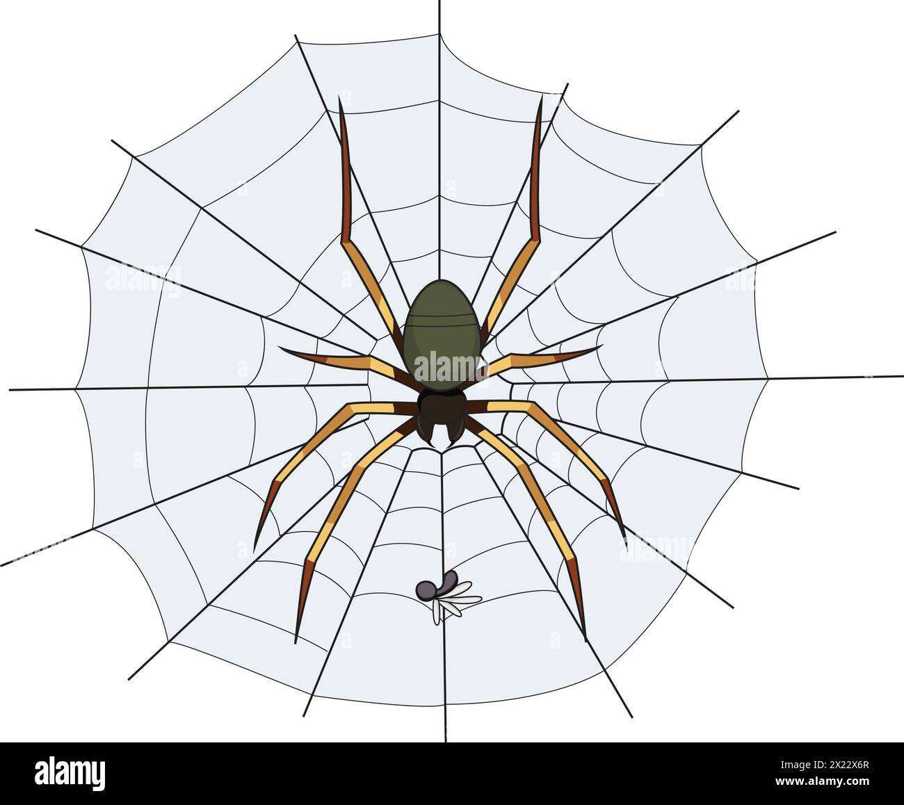 Vector spider weaving web vector illustration Stock Vector Image & Art ...