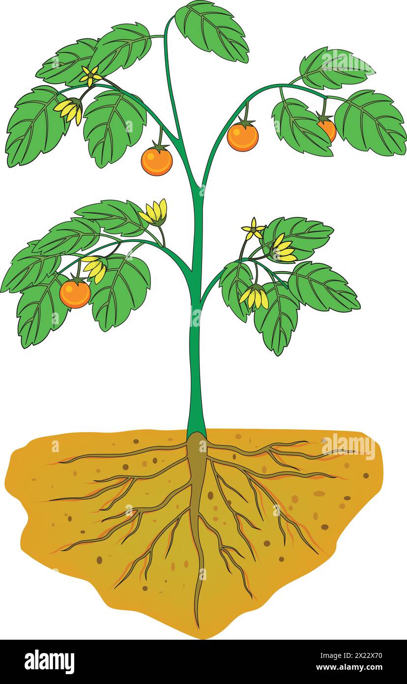 Vector parts of a plant Stock Vector Image & Art - Alamy