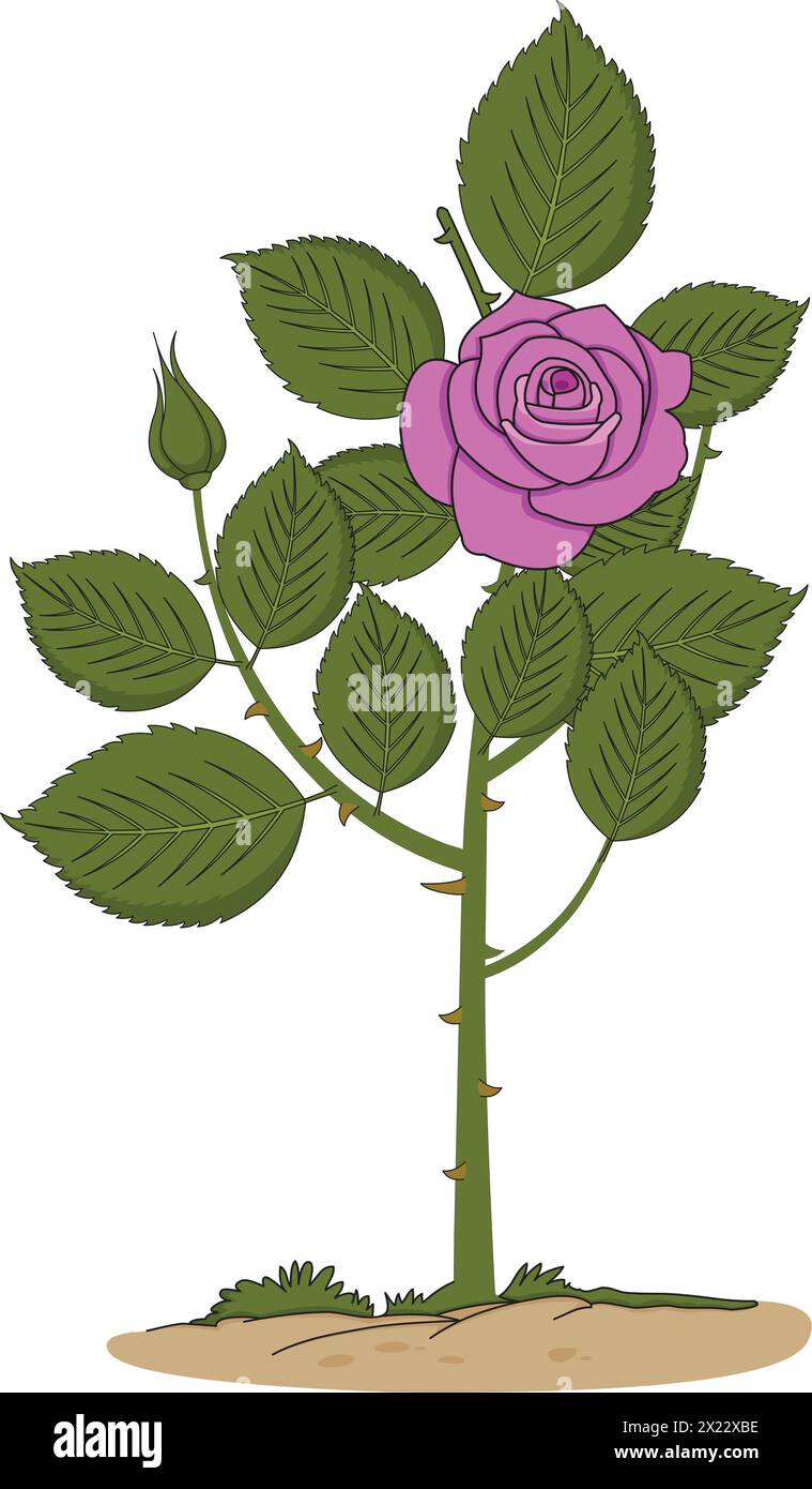 Garden flower plant rose Stock Vector Images - Alamy