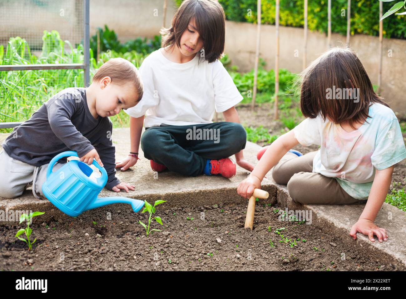 Three brothers watering and planting bell pepper sprouts in the ...