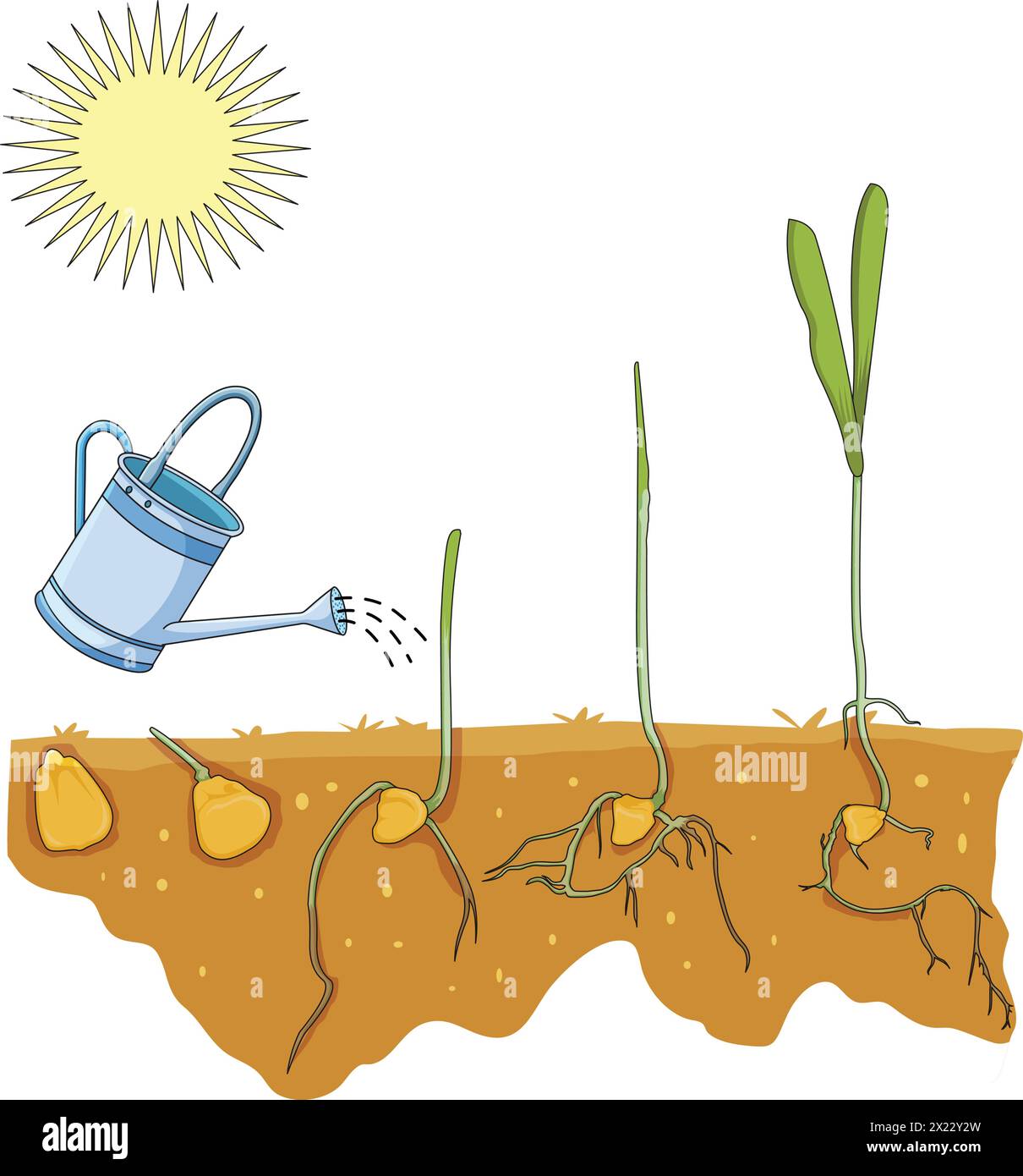 Vector illustration showing germination of seed Stock Vector Image & Art - Alamy
