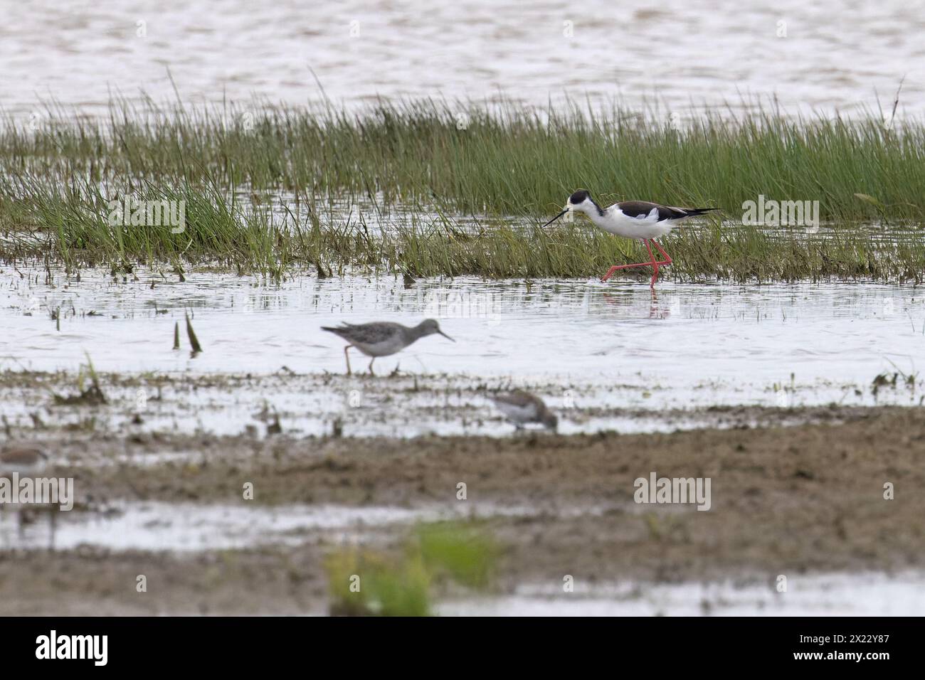 Black-winged Stilt (Himantopus himantopus) first winter summer female ...