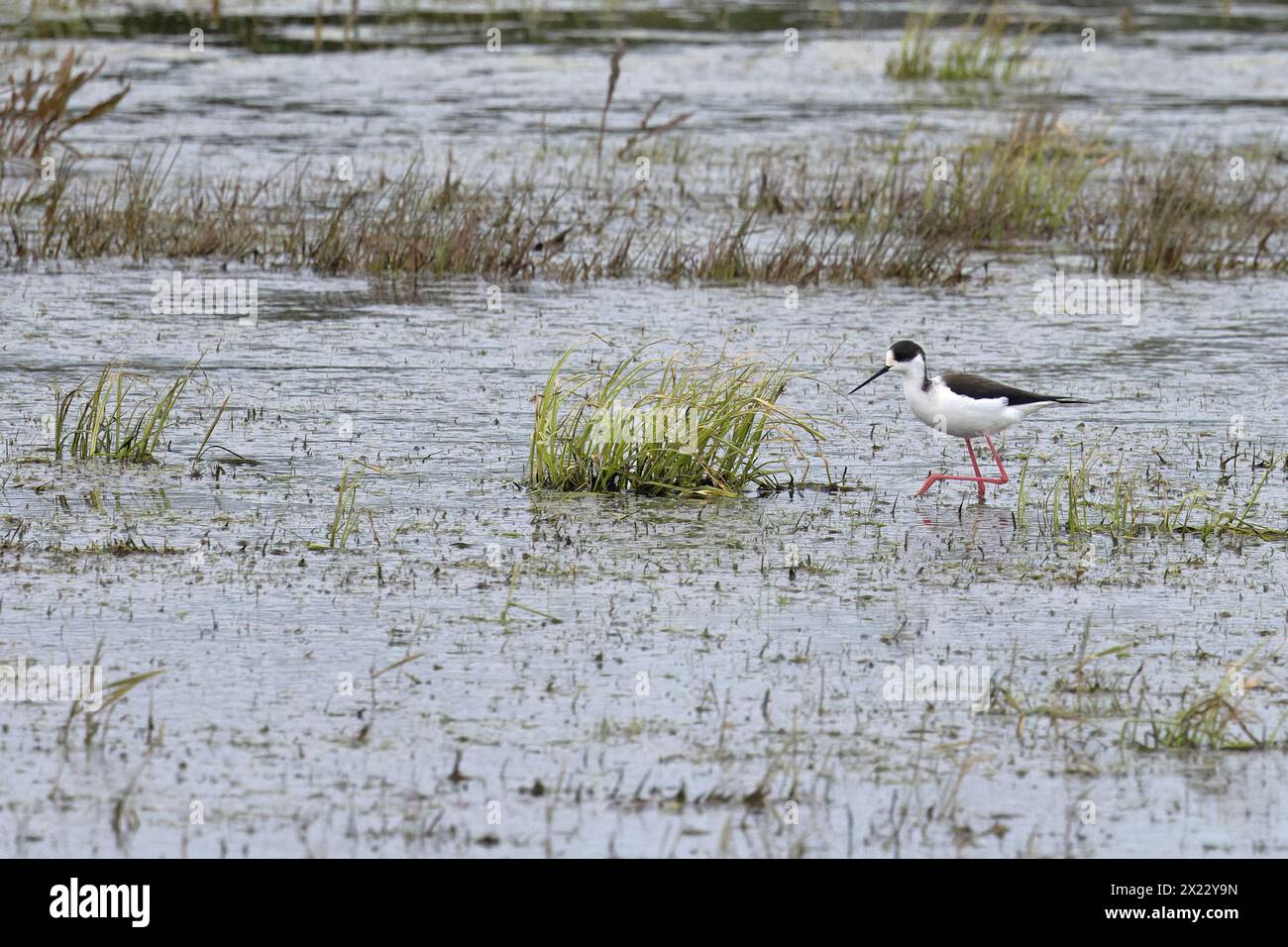 Black-winged Stilt (Himantopus himantopus) first winter summer female ...