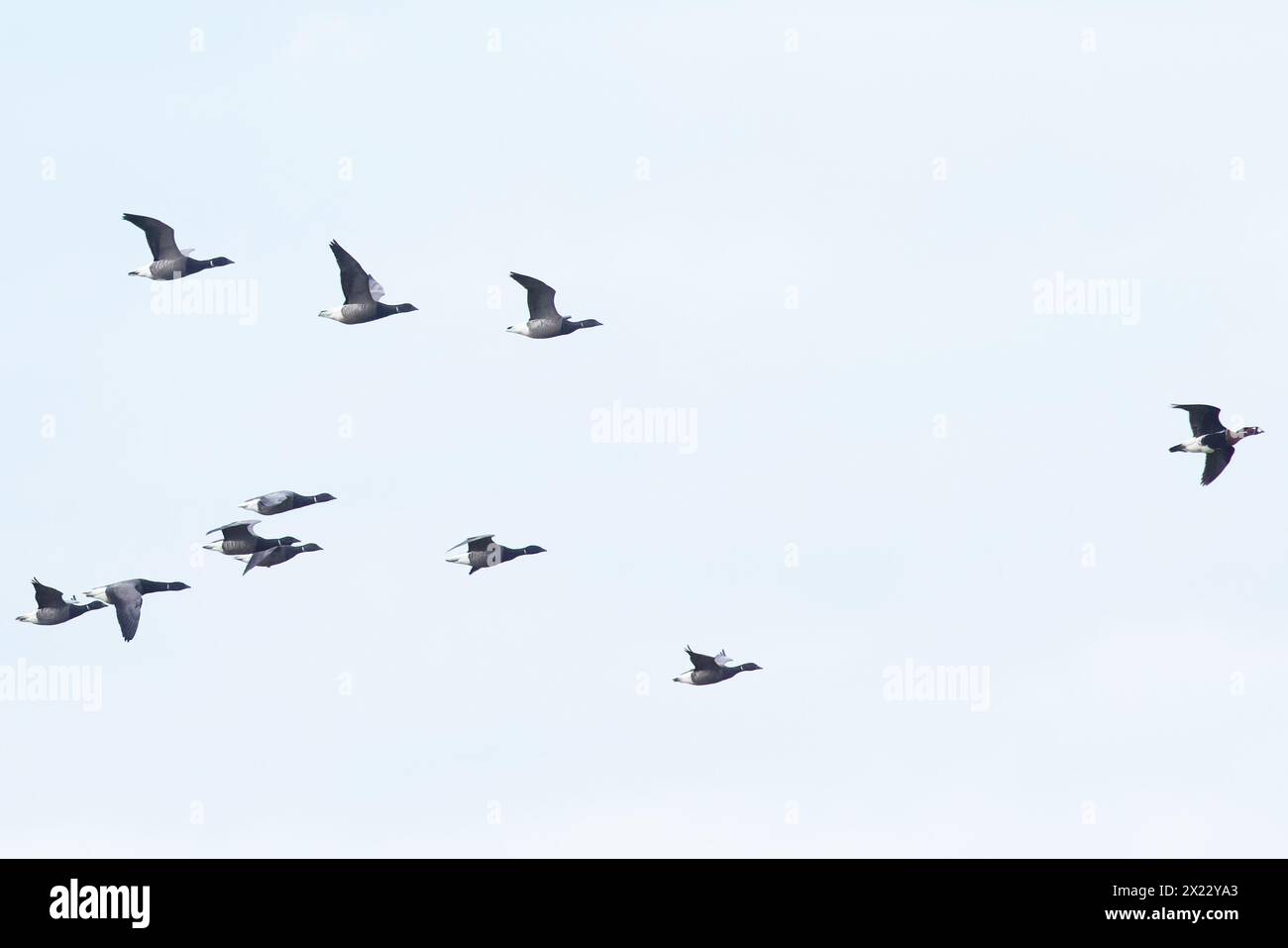 Red-breasted Goose (Branta ruficollis) flying with a flock of Dark ...