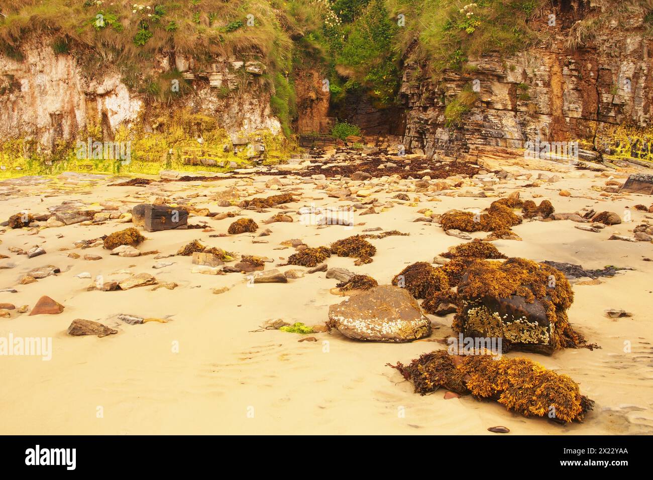 A cave, cliff wall and sandy beach with seaweed covered rocks at the ...