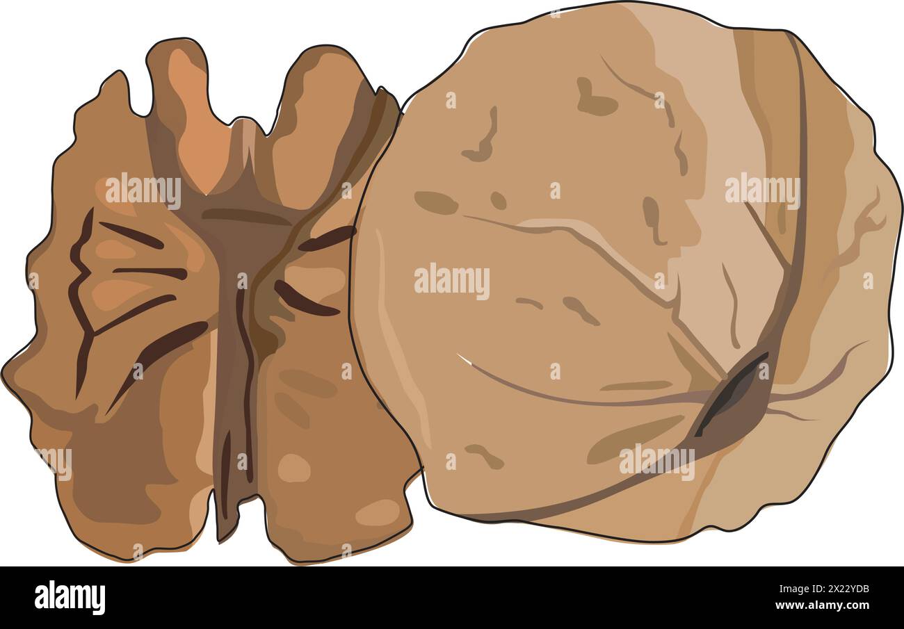 Walnuts Vector Illustration Stock Vector Image And Art Alamy