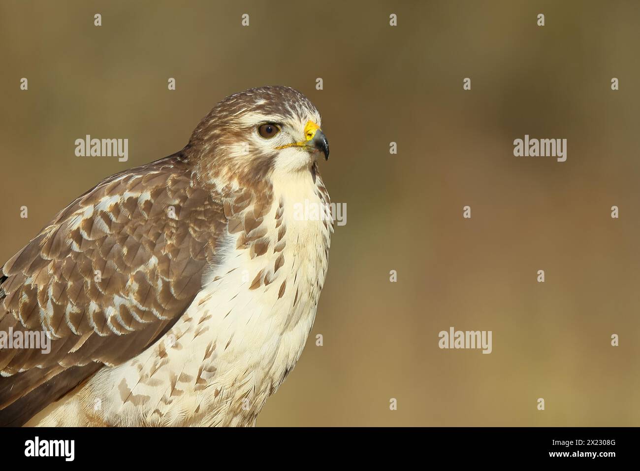 Steppe buzzard (Buteo buteo) bright morph, animal portrait, wildlife ...