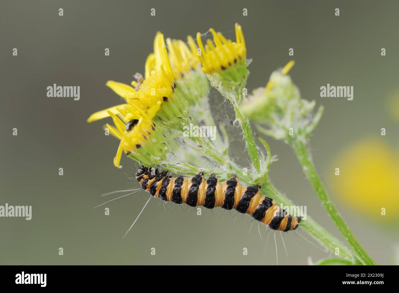 Caterpillar cinnabar moth feeding hi-res stock photography and images ...