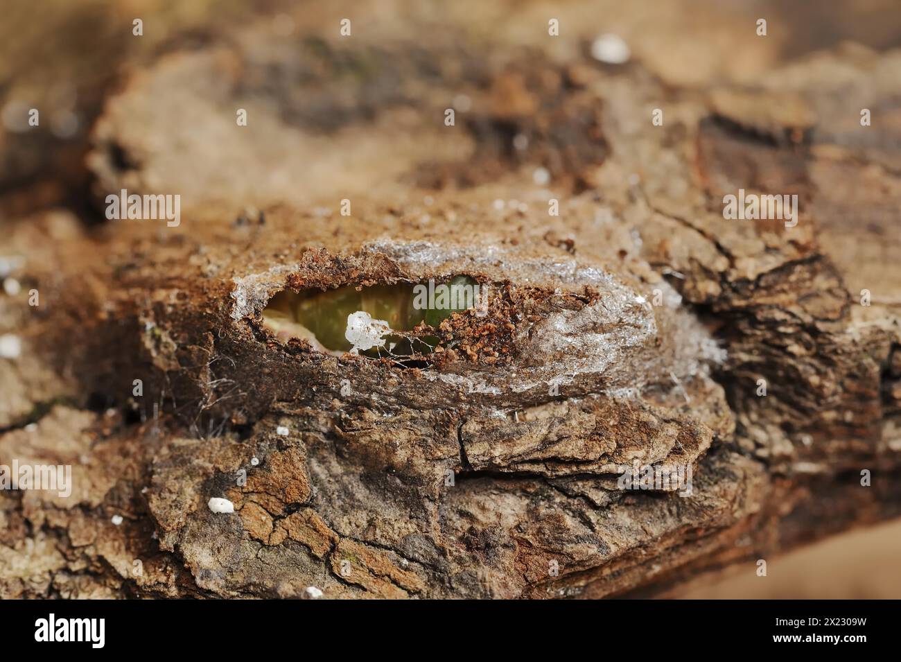 Sallow kitten moth (Furcula furcula), caterpillar building cocoon ...