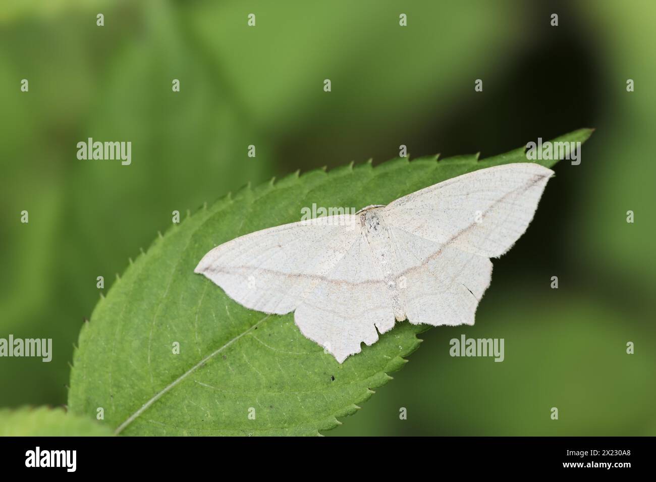 Red-ringed moth (Timandra comae), North Rhine-Westphalia, Germany Stock ...