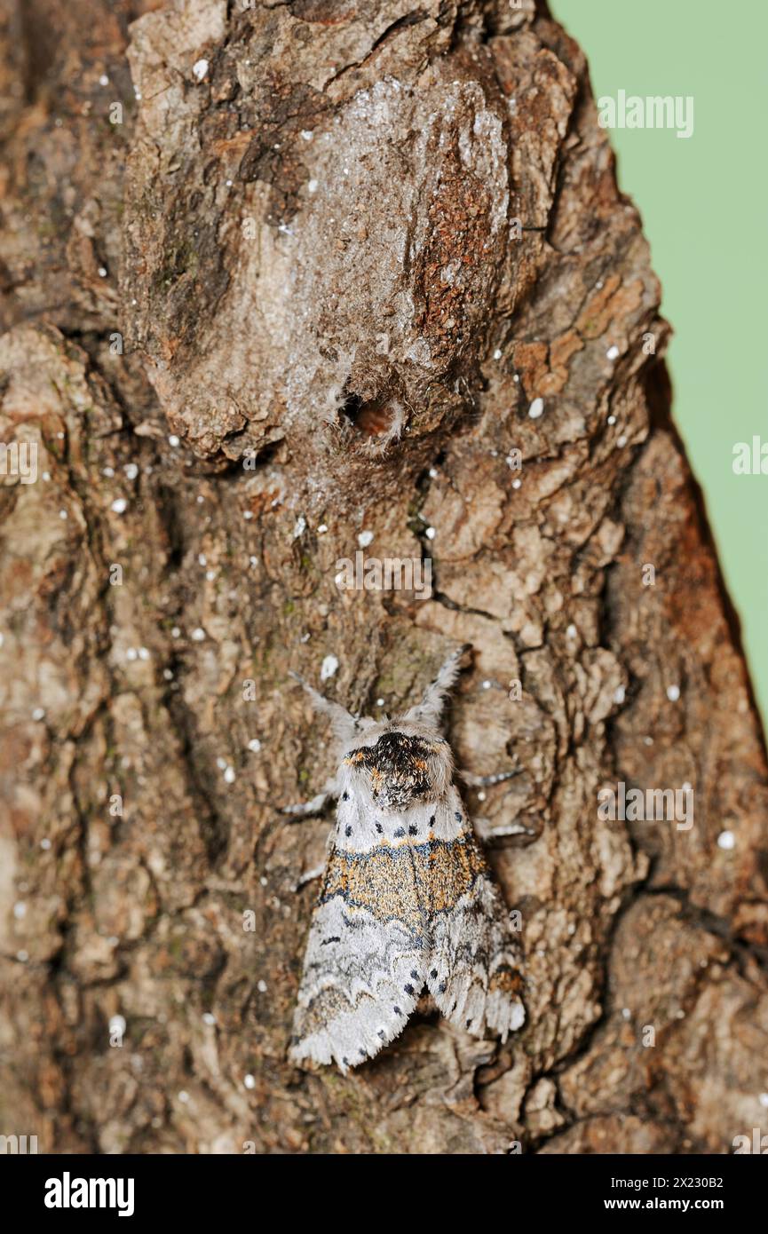 Sallow kitten moth (Furcula furcula), freshly hatched butterfly and ...