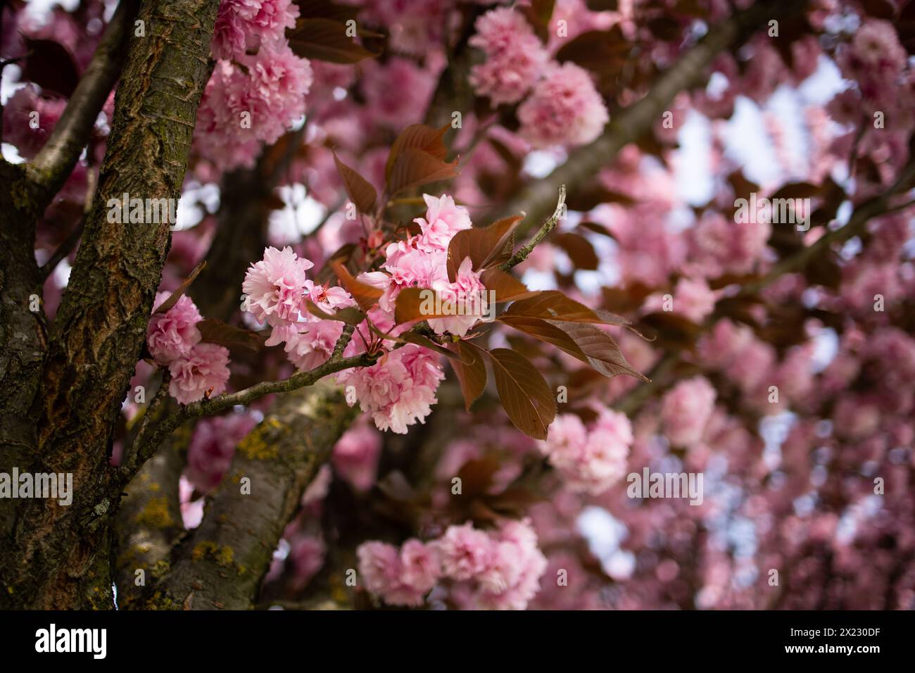 Japanese cherry sakura tree blossoming branches Stock Photo - Alamy