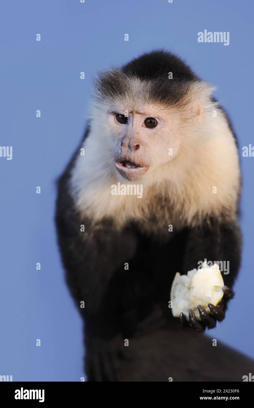 White-shouldered capuchin monkey or white-headed capuchin (Cebus ...