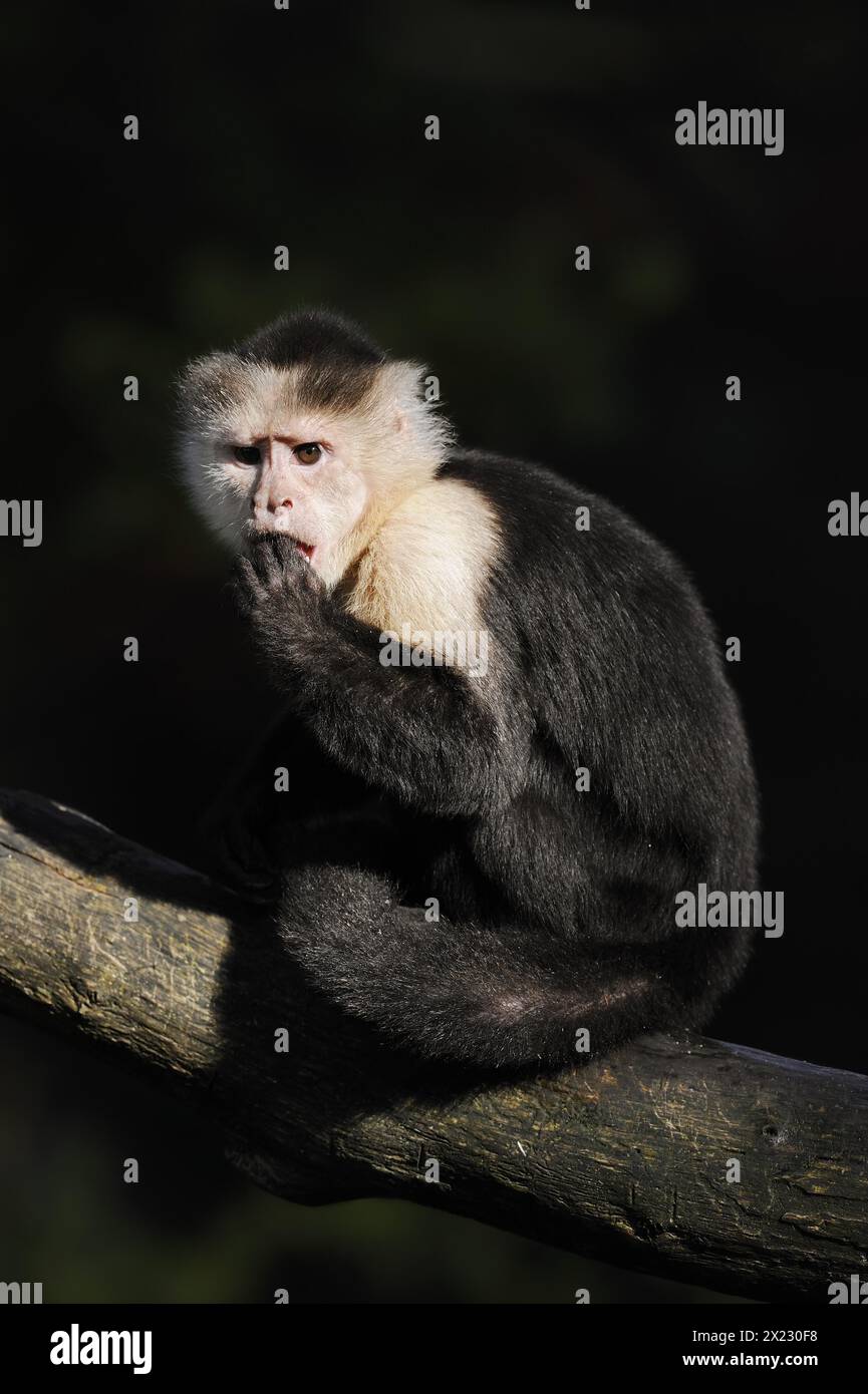 White-shouldered capuchin monkey or white-headed capuchin (Cebus ...